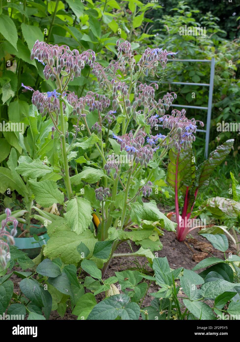 Borage (Borago officinalis) in the vegetable patch Stock Photo - Alamy