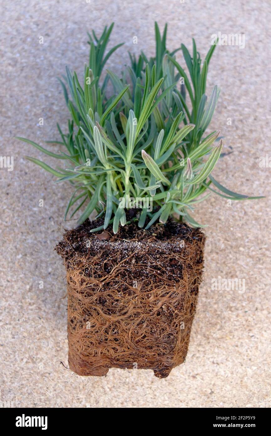 Dense roots in the young plant (lavender), the pot was too small Stock ...