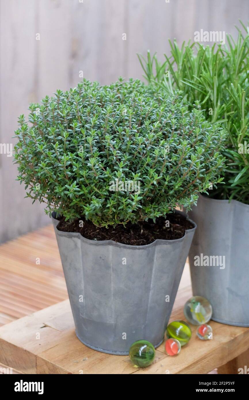 Ball thyme 'Fredo' (Thymus vulgaris) grows compactly in pots Stock ...