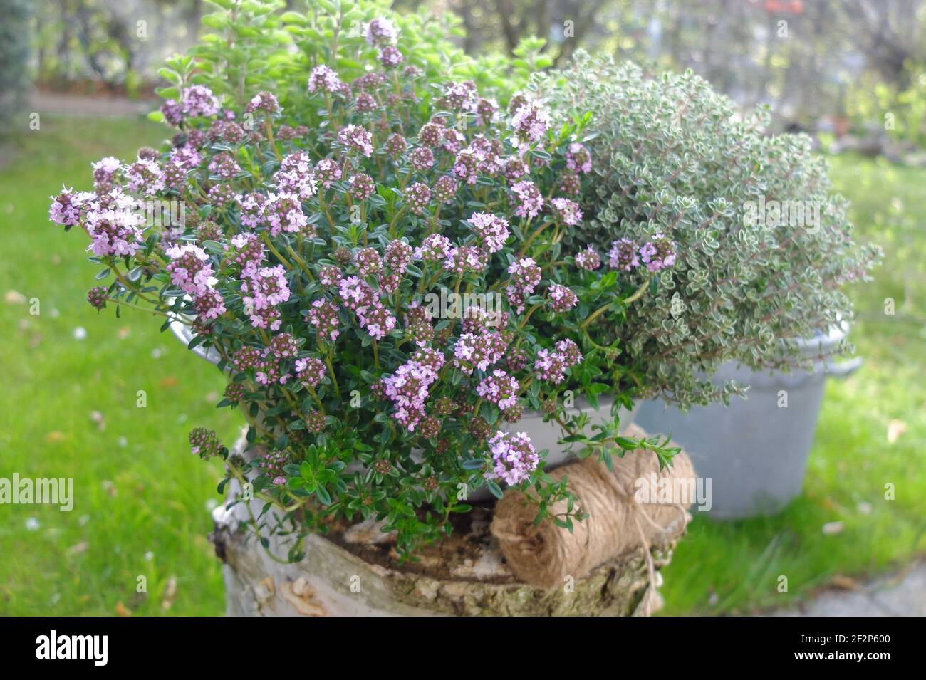 Flowering savory (Satureja hortensis) in a pot on the terrace Stock ...