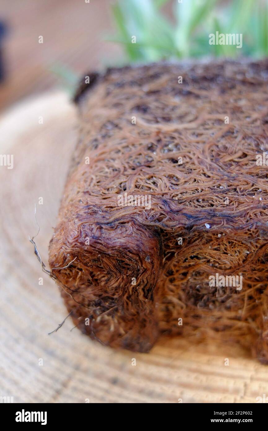 Dense roots in the young plant (lavender), the pot was too small Stock ...