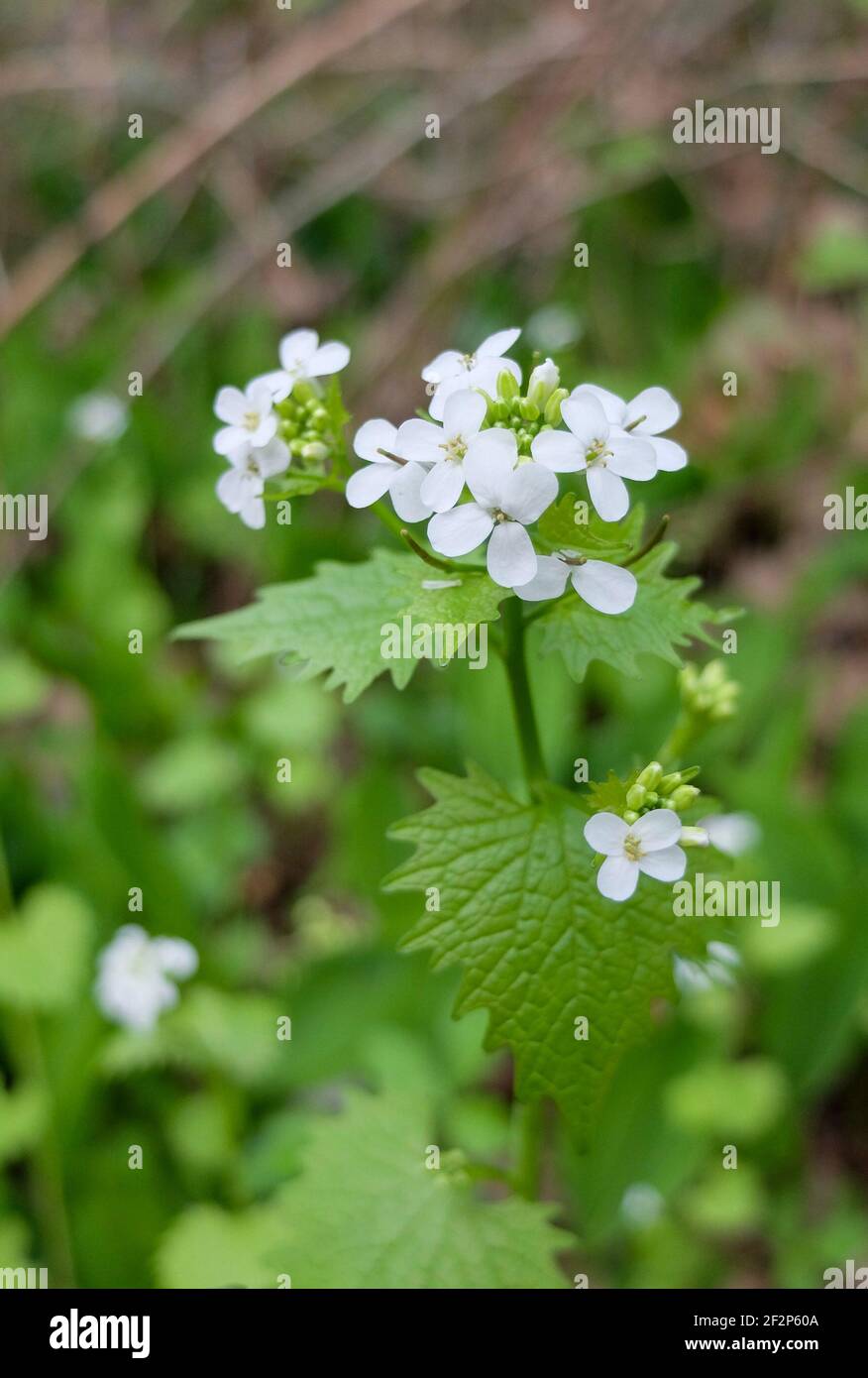 Garlic mustard (Alliaria officinalis) with white flowers Stock Photo ...