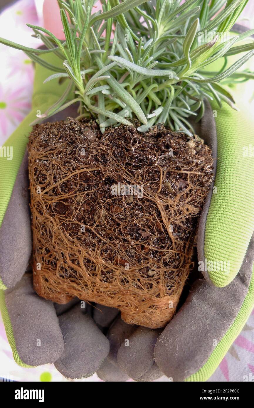 Dense roots in the young plant (lavender), the pot was too small Stock ...