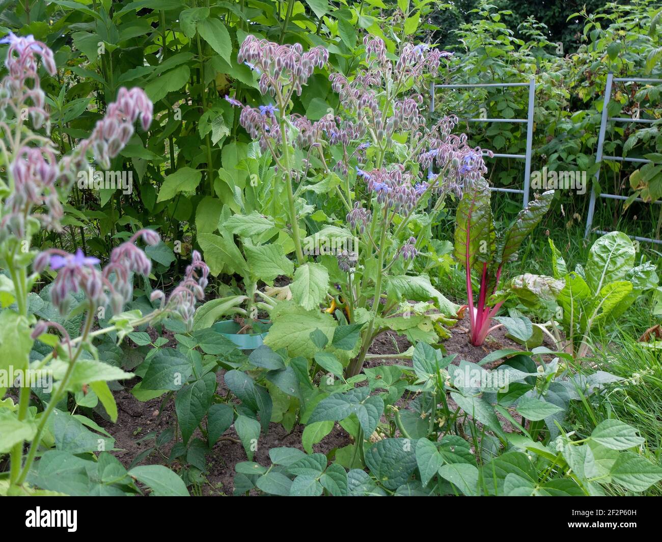 Borage (Borago officinalis) in the vegetable patch Stock Photo - Alamy