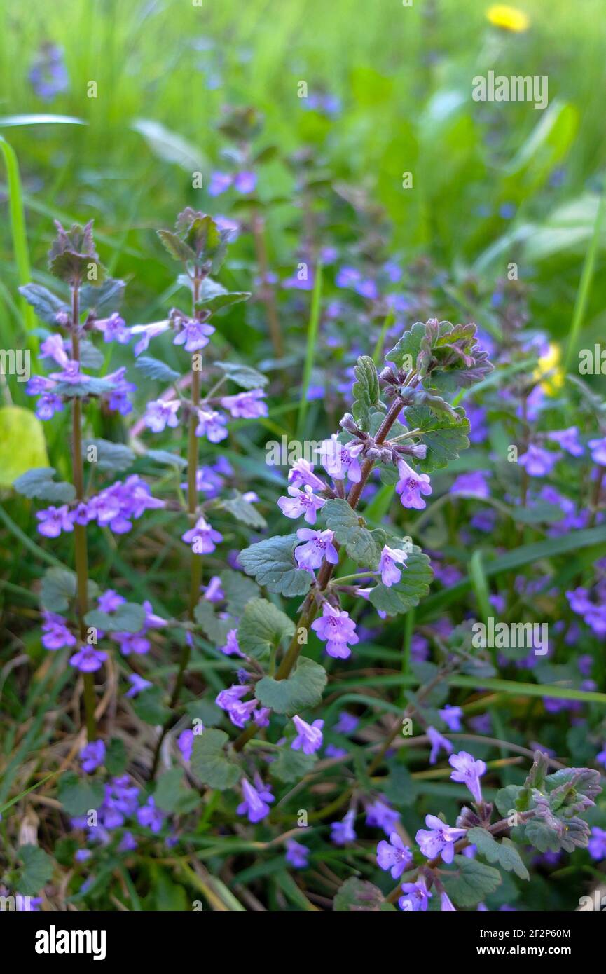 Gundermann plant hi-res stock photography and images - Alamy