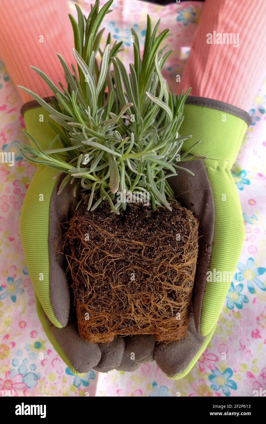 Dense roots hi-res stock photography and images - Alamy