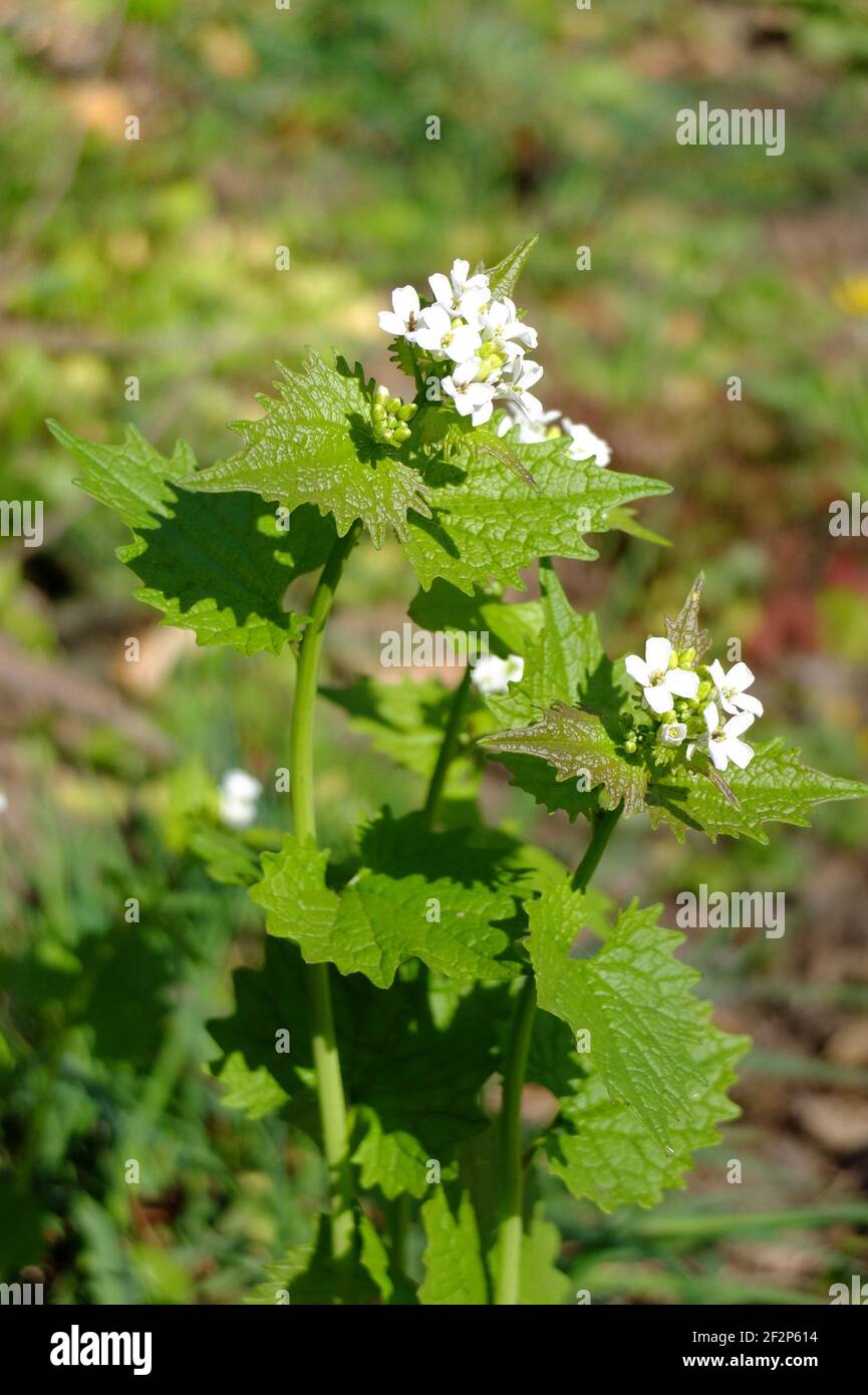 Alliaria officinalis garlic mustard hi-res stock photography and images ...