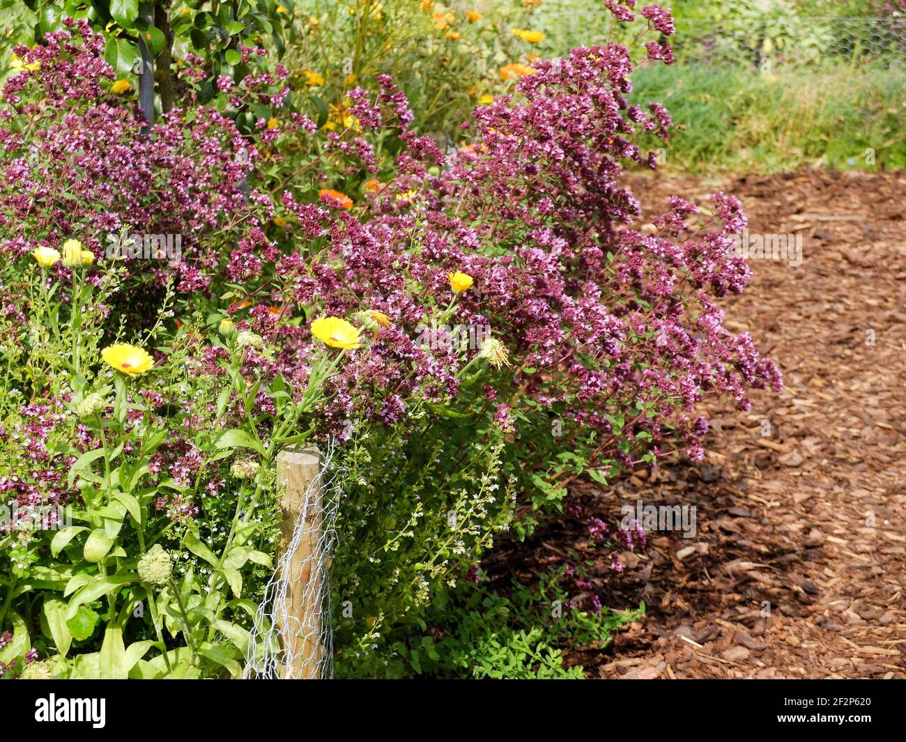 Dost, oregano (Origanum vulgare) in flower Stock Photo - Alamy