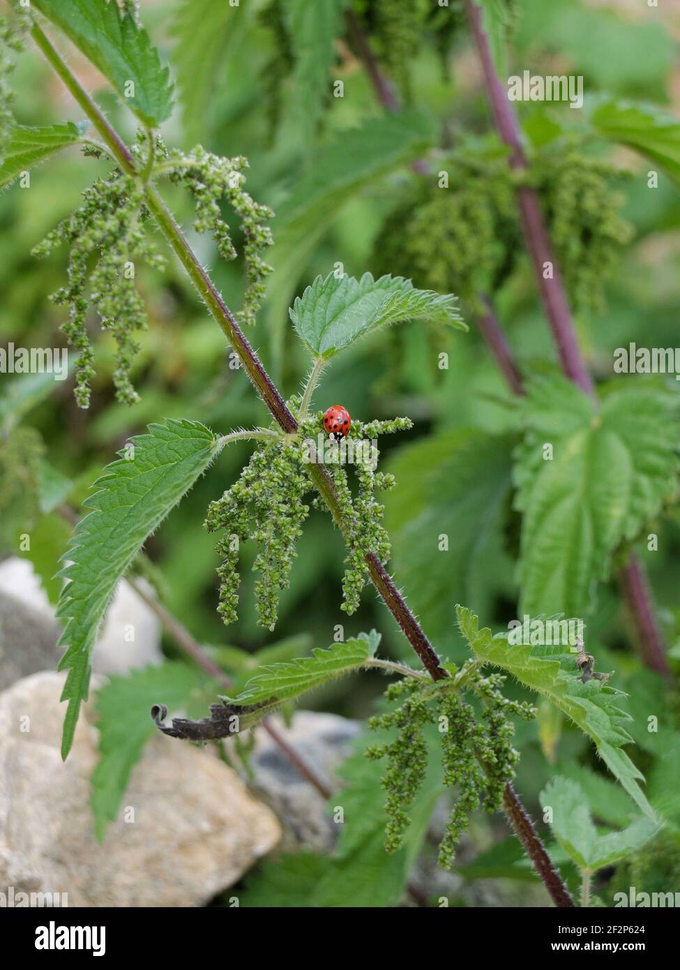 Female flowering hi-res stock photography and images - Alamy