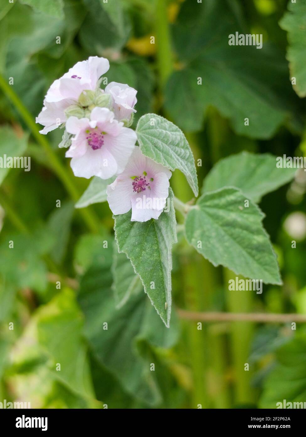 The common marshmallow (Althaea officinalis) with flower Stock Photo ...