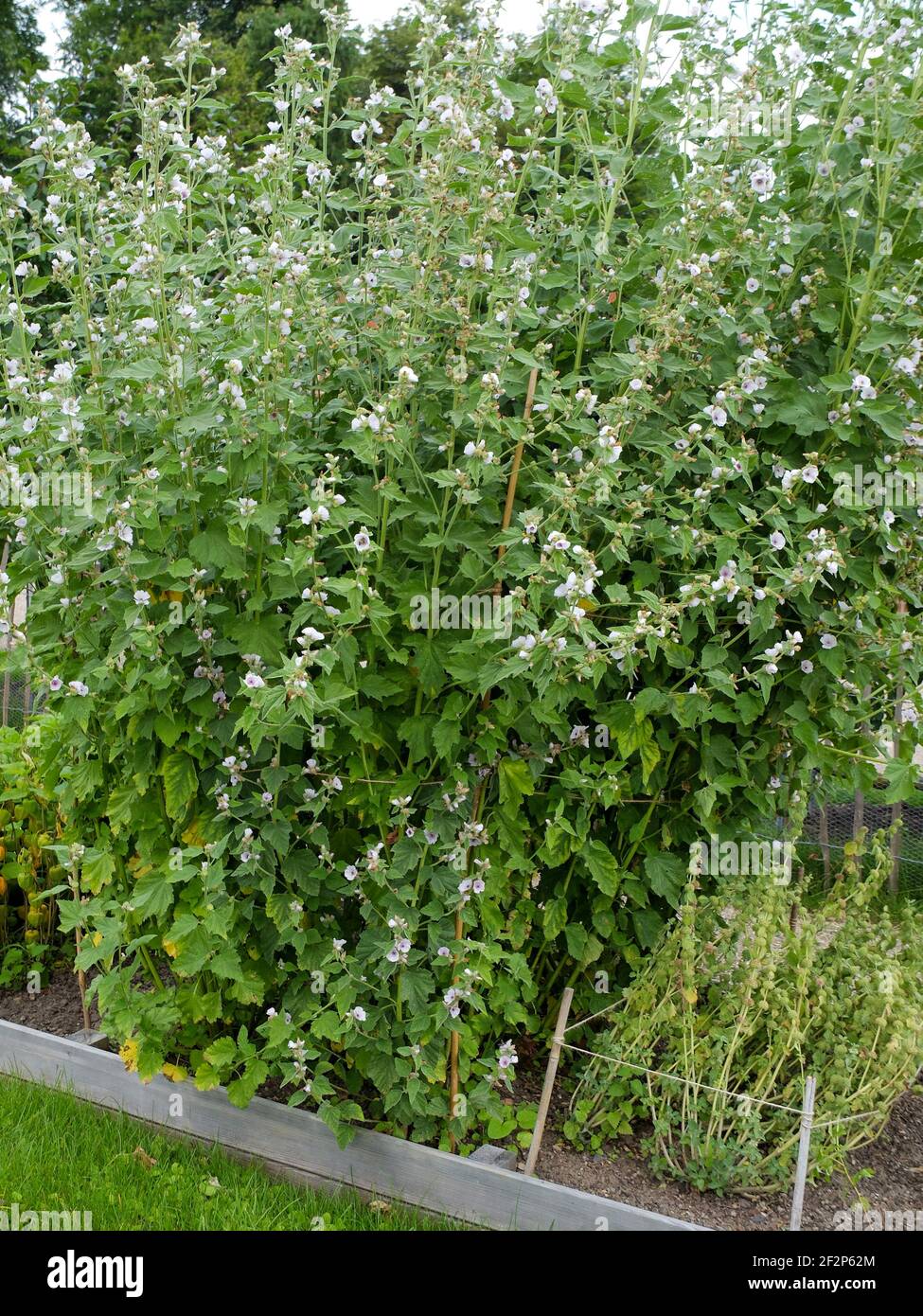 The common marshmallow (Althaea officinalis) in the cottage garden ...
