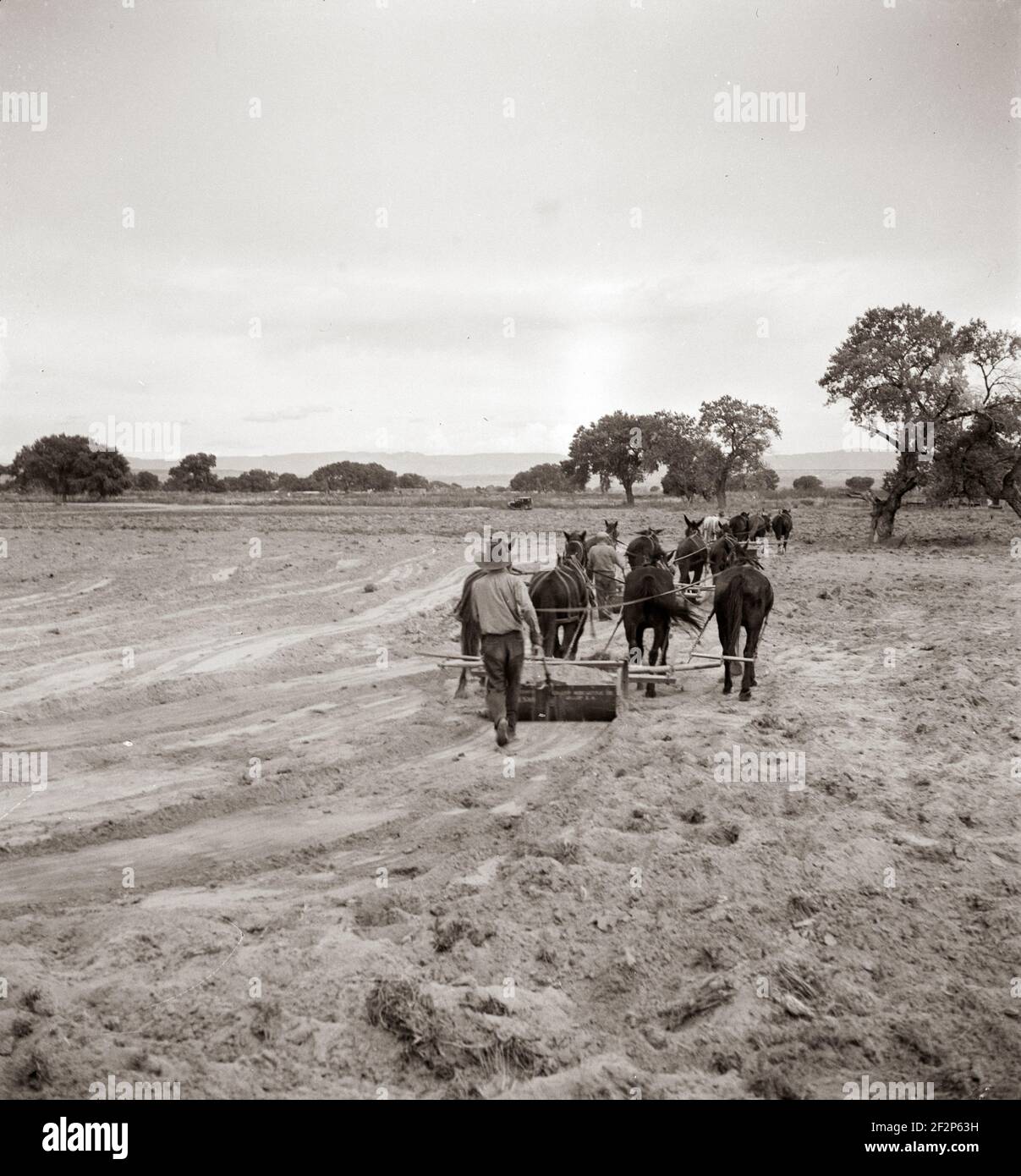 Leveling the land for irrigation on the Bosque Farms project. The tract ...