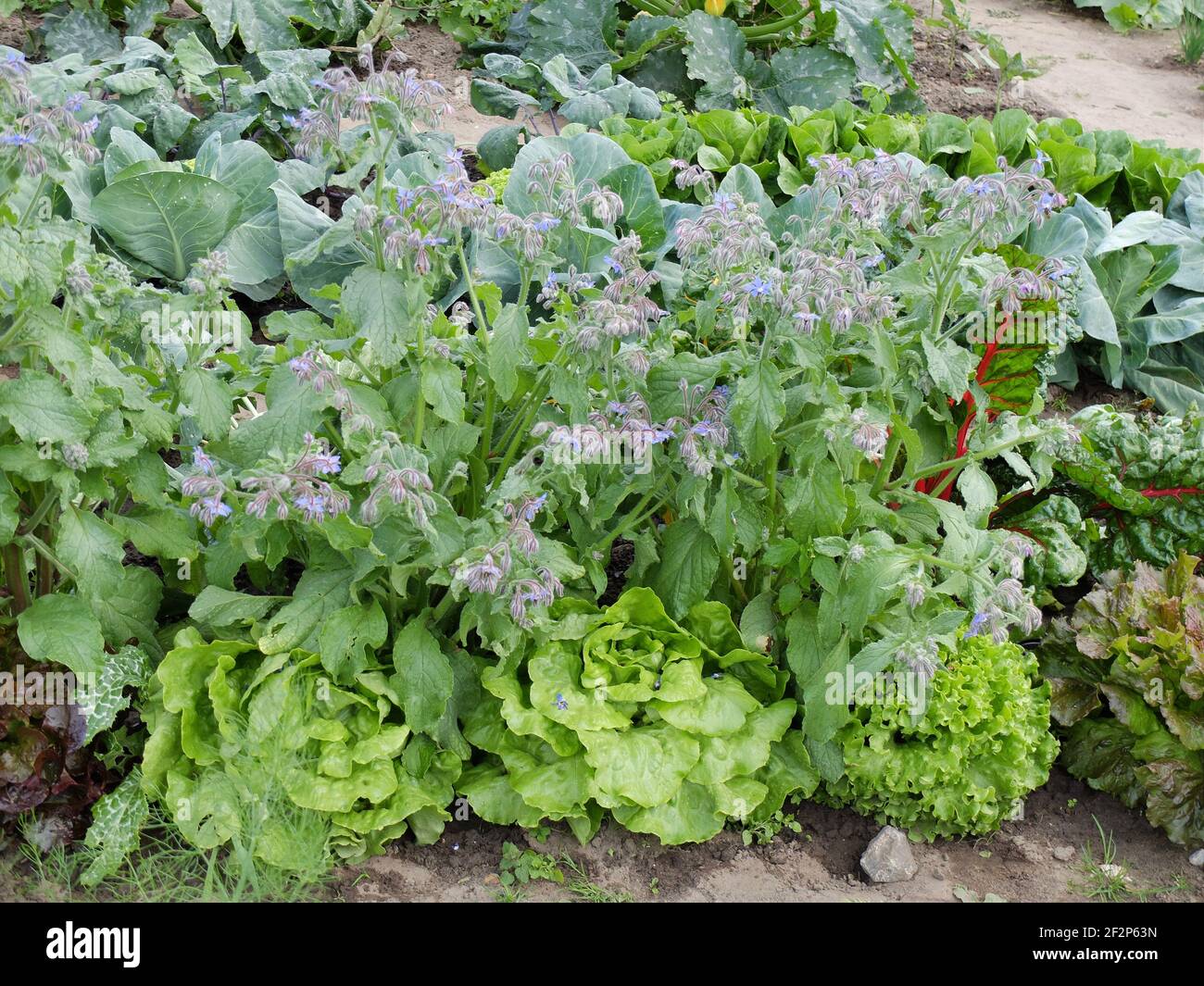 Borage (Borago officinalis) in the vegetable patch with salads Stock ...