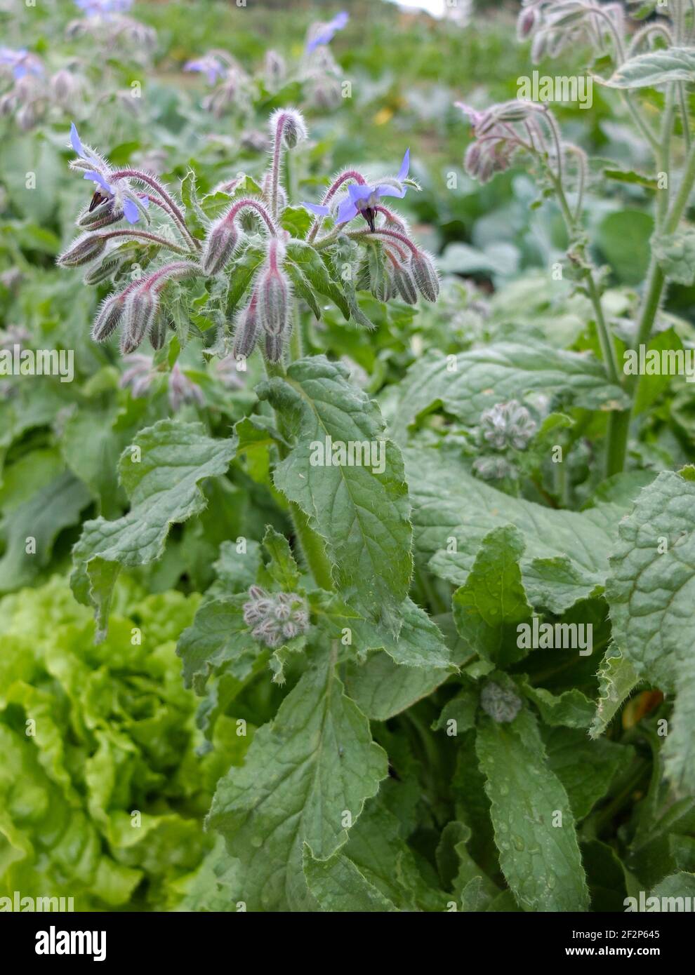 Borage (Borago officinalis) in the vegetable patch with lettuce Stock ...