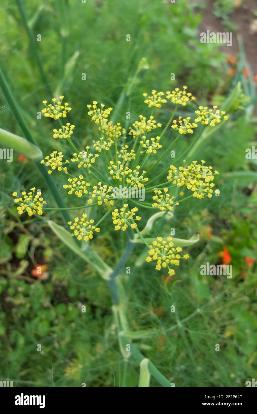 The fennel (Foeniculum vulgare) with inflorescence in the vegetable ...