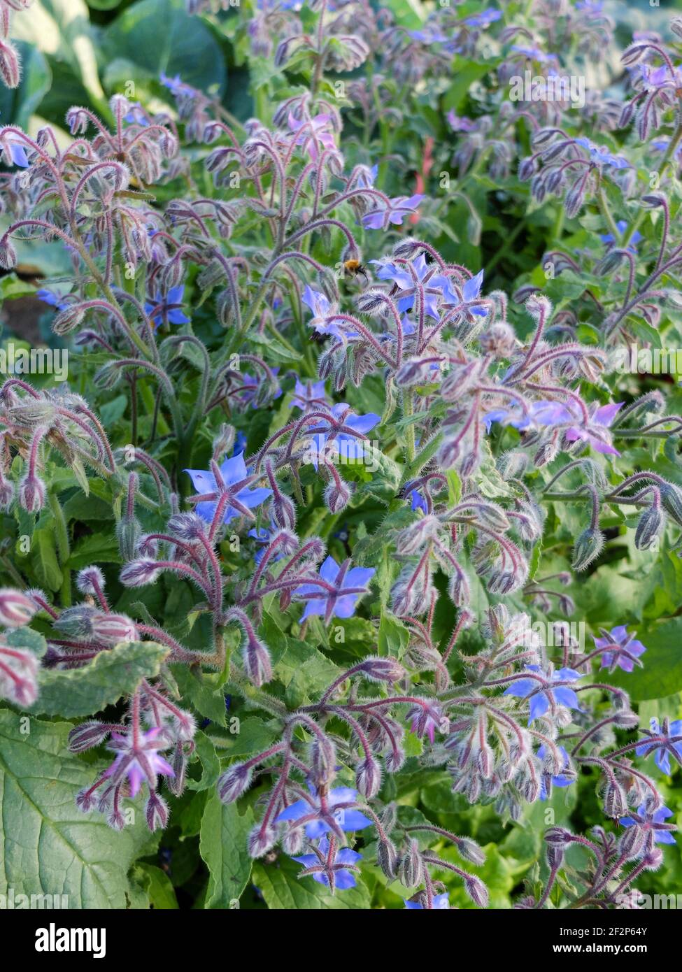 Borage (Borago officinalis), blue flower Stock Photo - Alamy