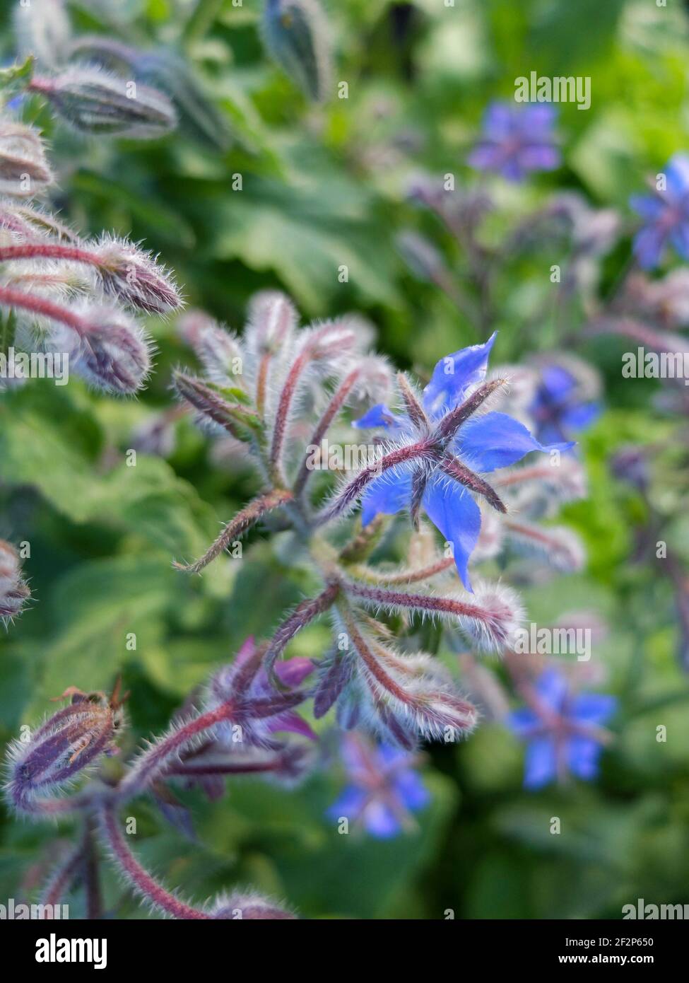 Borage (Borago officinalis), blue flower Stock Photo - Alamy