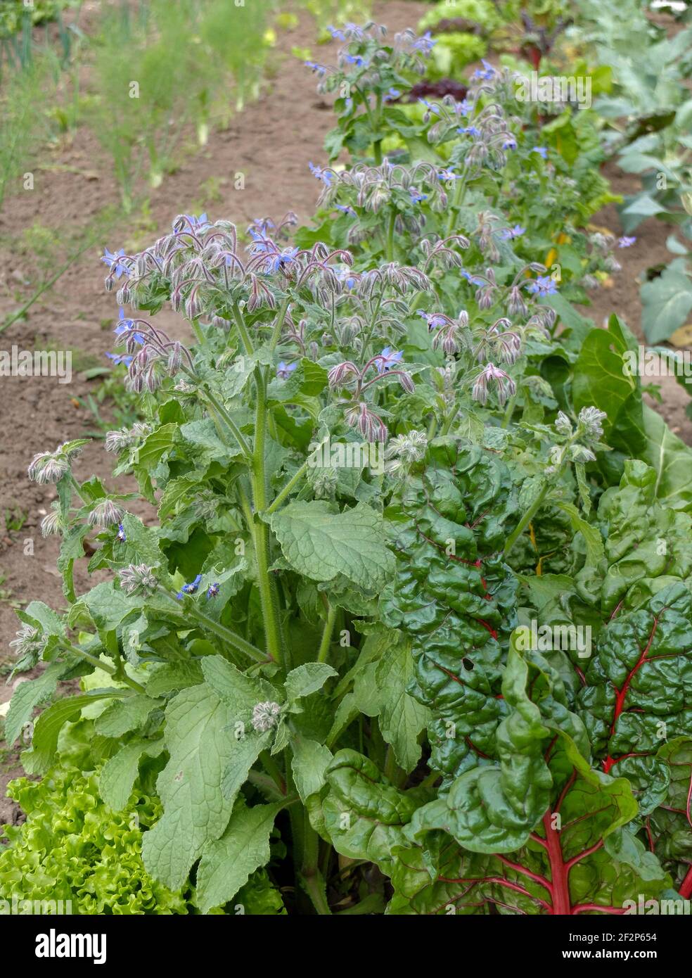 Borage (Borago officinalis) in the vegetable patch Stock Photo - Alamy