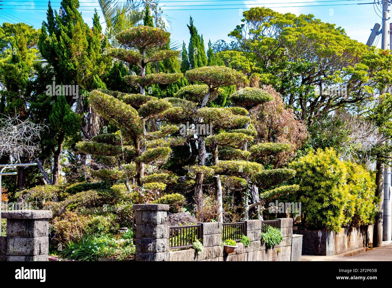 A row of green samurai tree,s in a typical Japanese garden Stock Photo ...