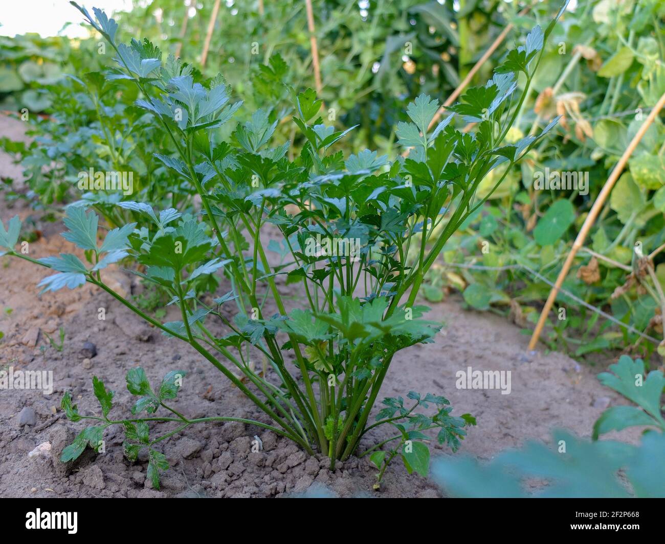 Flat leaf parsley 'Laura' (Petroselinum crispum) in a flower bed Stock ...