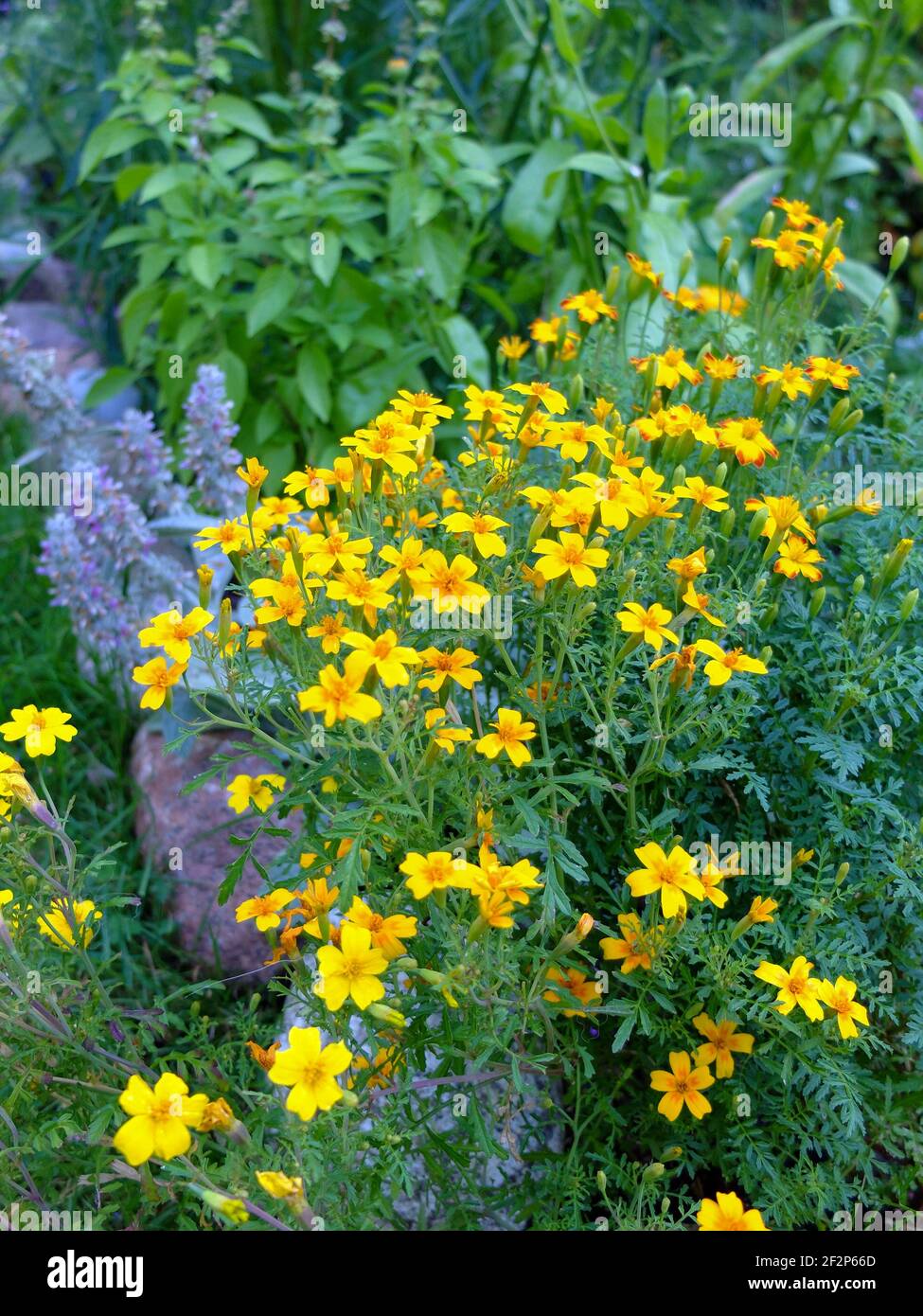 The spice tagetes (Tagetes tenuifolia) as border plants Stock Photo - Alamy