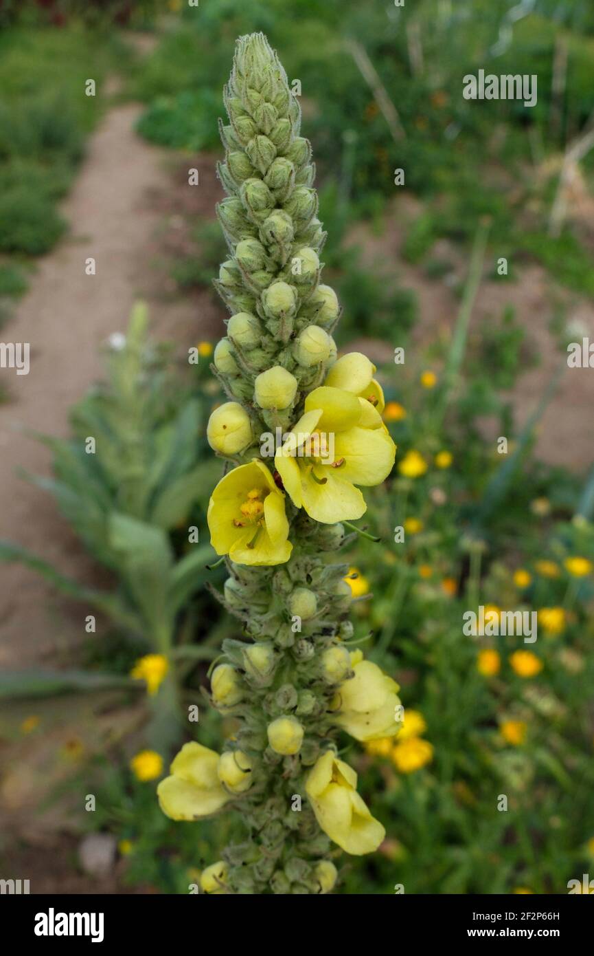 Mullein (Verbascum thapsus) in flower Stock Photo - Alamy