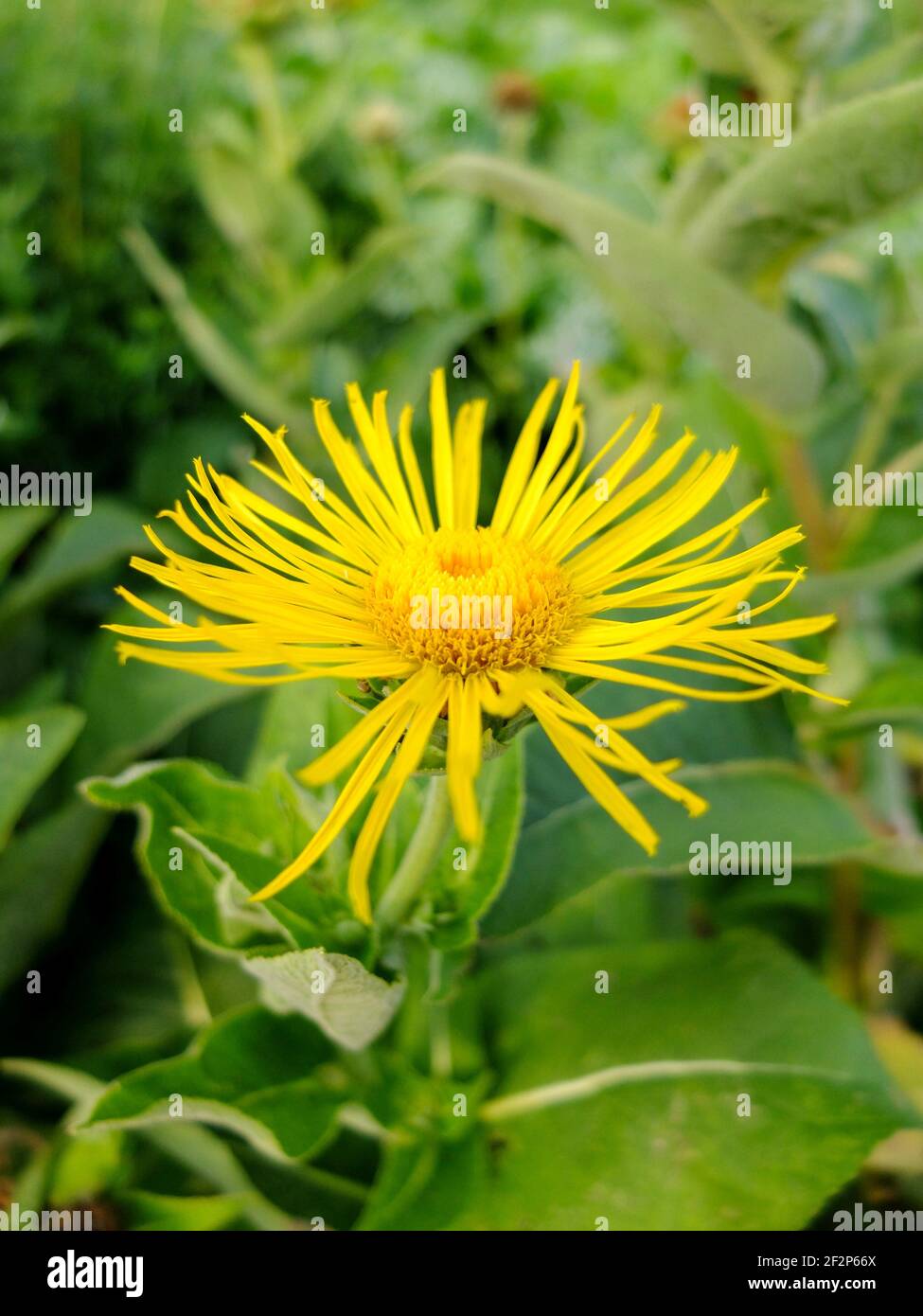 Common elephant (Inula helenium Stock Photo - Alamy