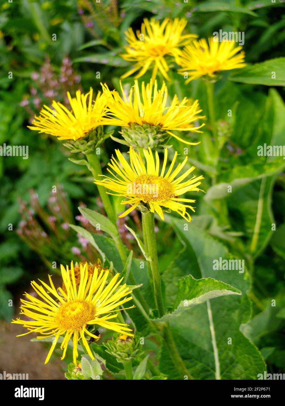 Common elephant (Inula helenium Stock Photo - Alamy