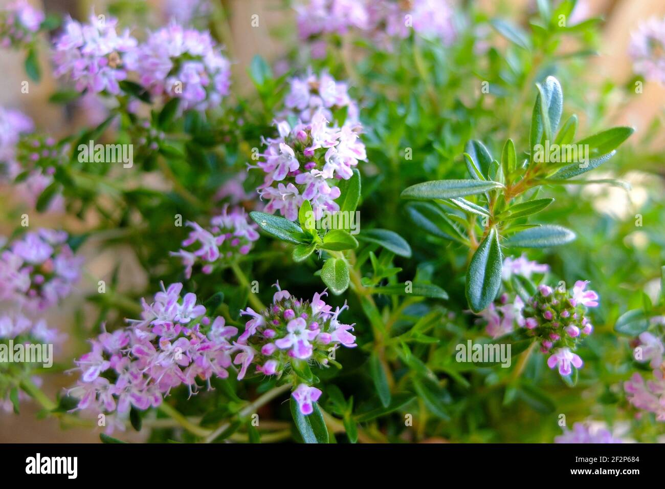 The blooming savory (Satureja hortensis Stock Photo - Alamy