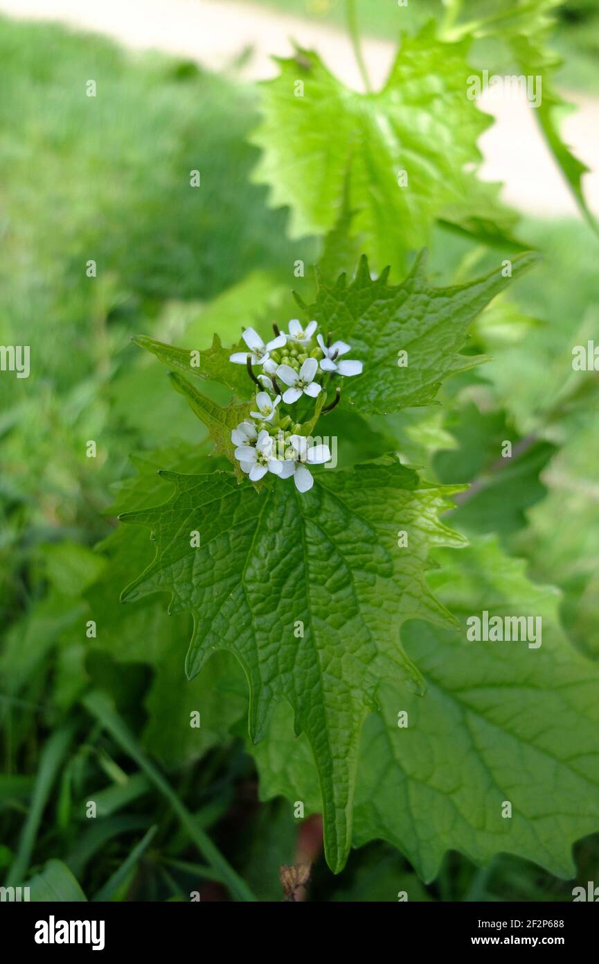 Garlic mustard (Alliaria officinalis) with white flowers Stock Photo ...