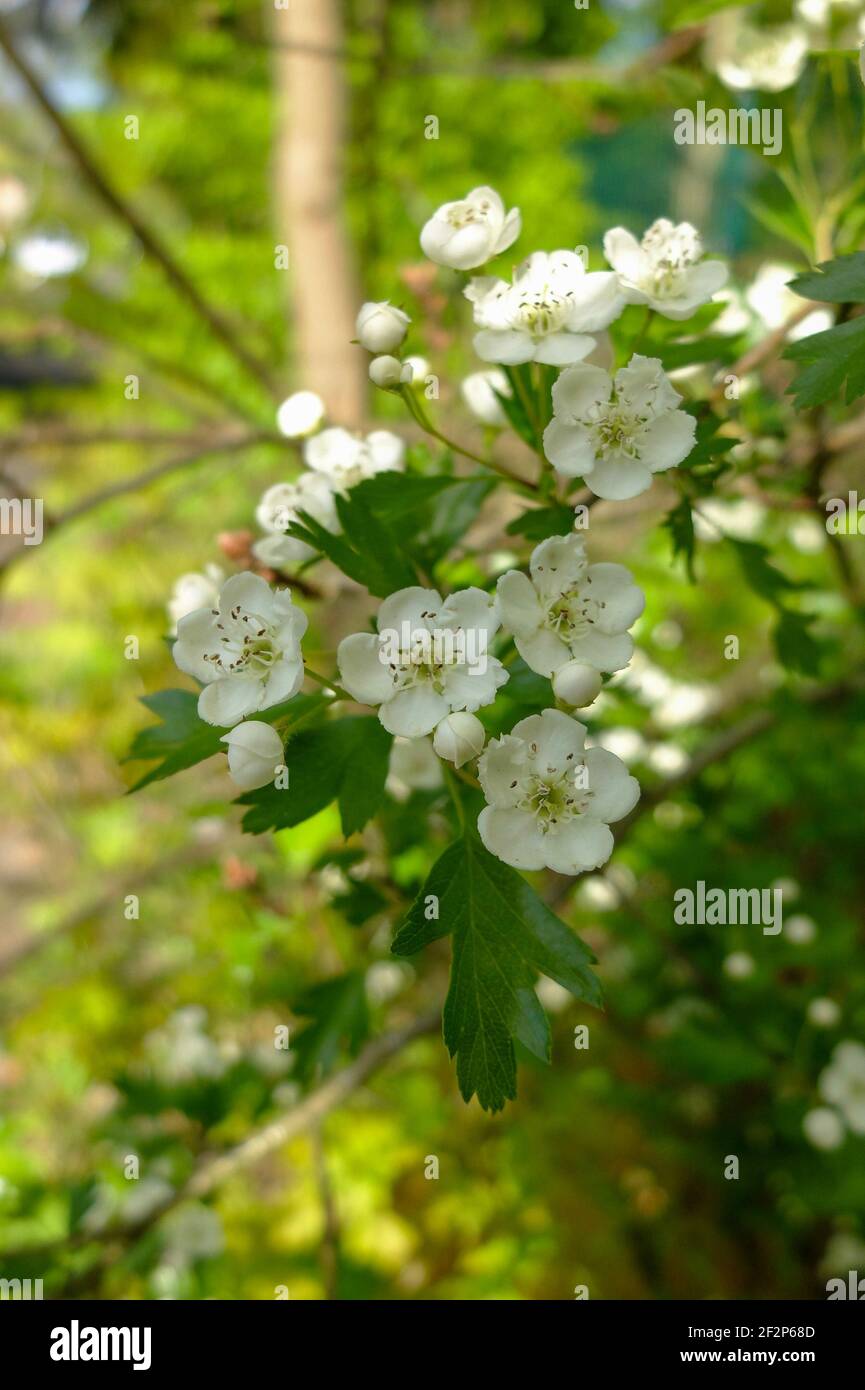 The common hawthorn (Crataegus monogyna) in flower Stock Photo - Alamy