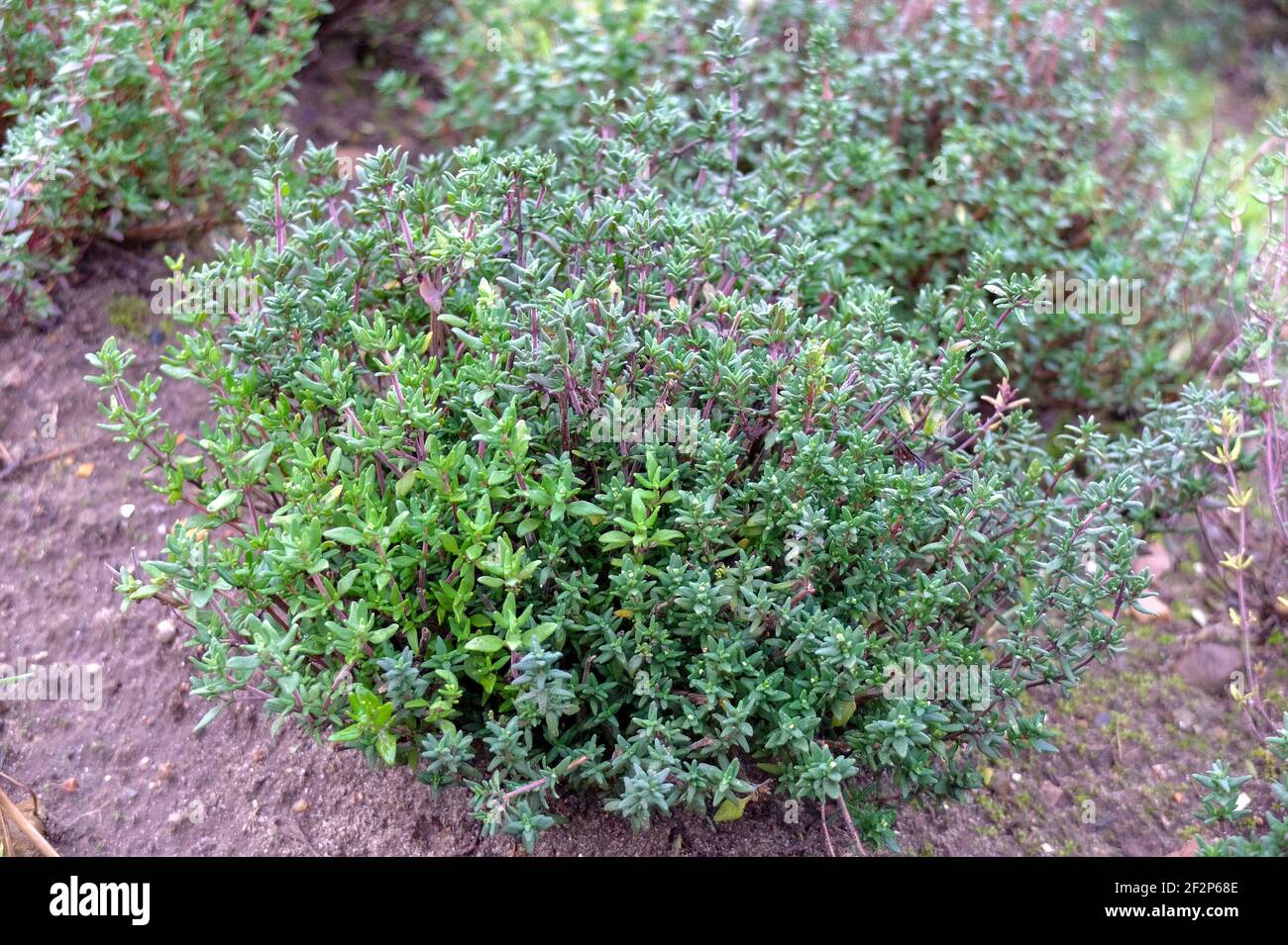 The real thyme (Thymus vulgaris) in the herb bed Stock Photo - Alamy