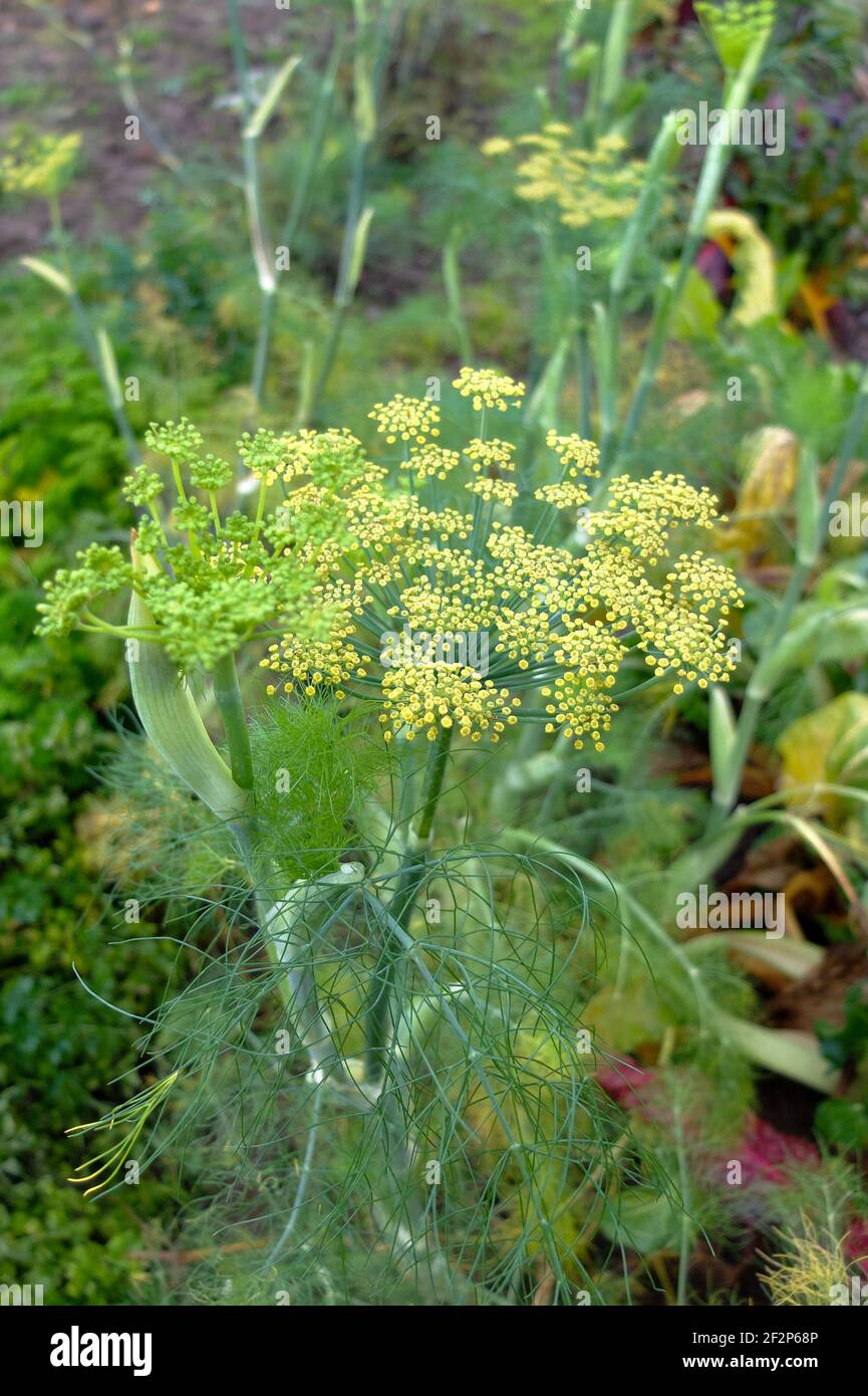 The fennel (Foeniculum vulgare) with inflorescence Stock Photo - Alamy