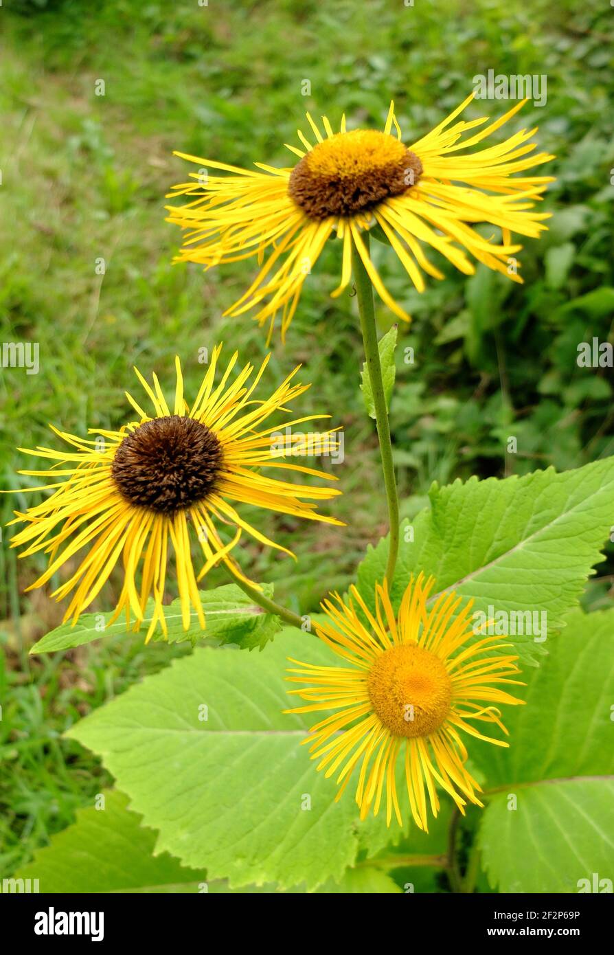 Common elephant (Inula helenium Stock Photo - Alamy