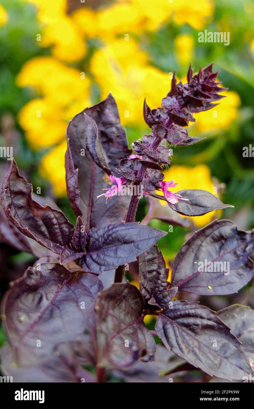 Red-leaved basil, ruby basil (Ocimum basilikum) in the flowerbed Stock ...
