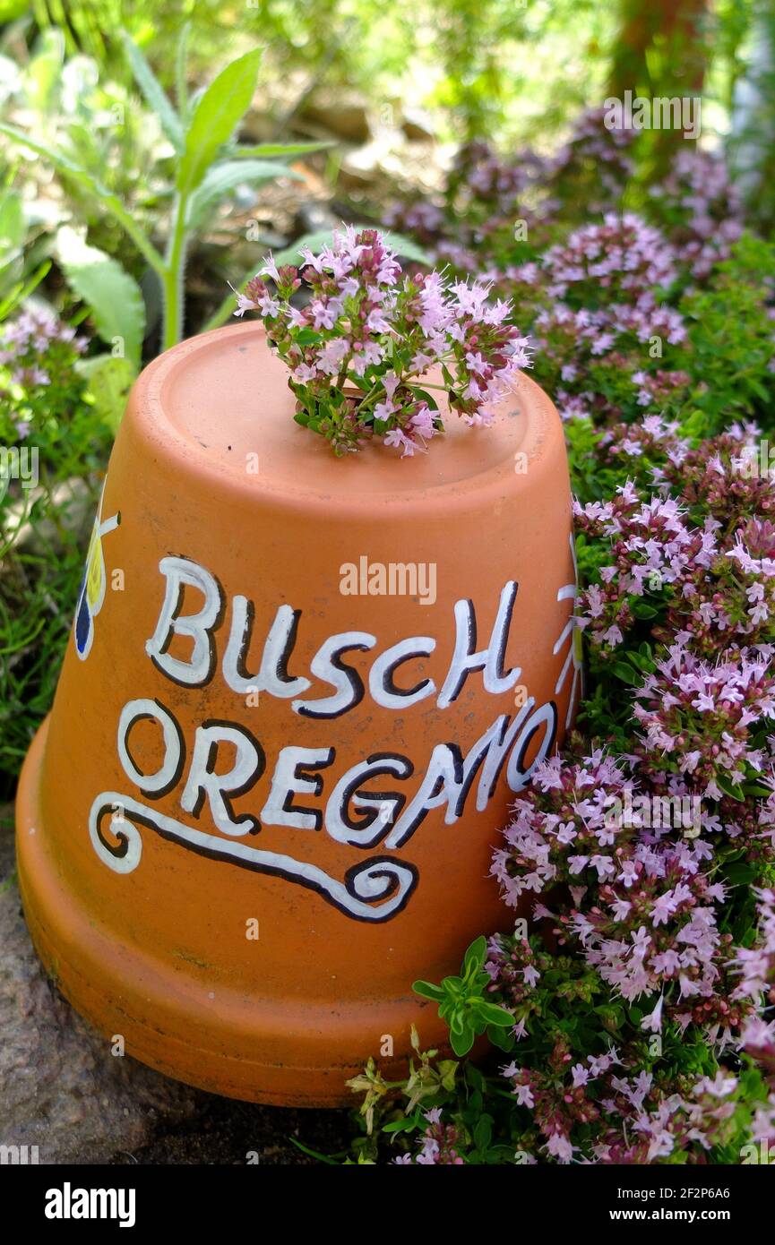 The blooming oregano (Origanum vulgare) with a terracotta pot Stock ...