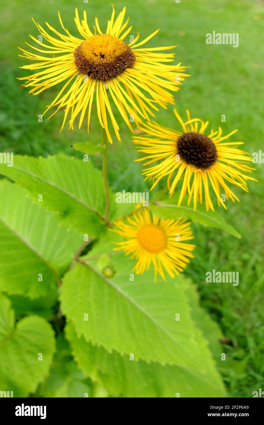 Common elephant (Inula helenium Stock Photo - Alamy