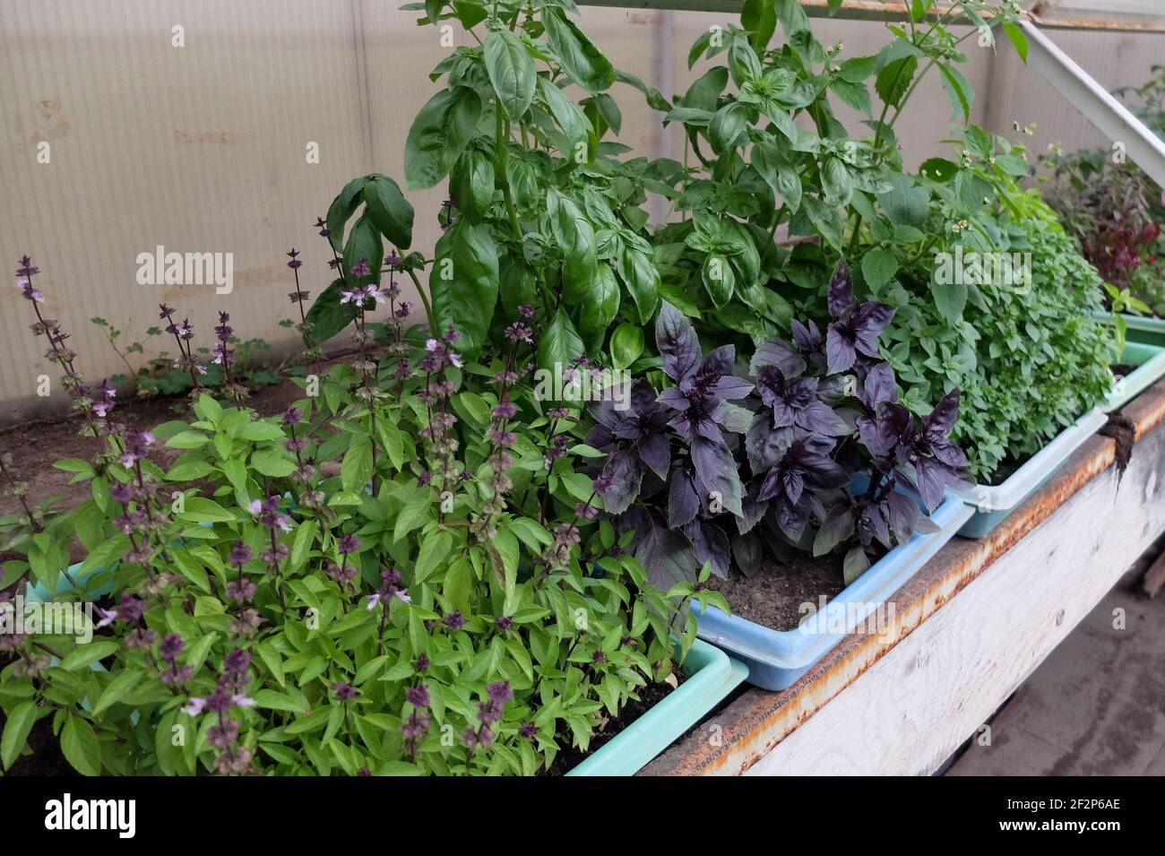 Basil varieties hi-res stock photography and images - Alamy
