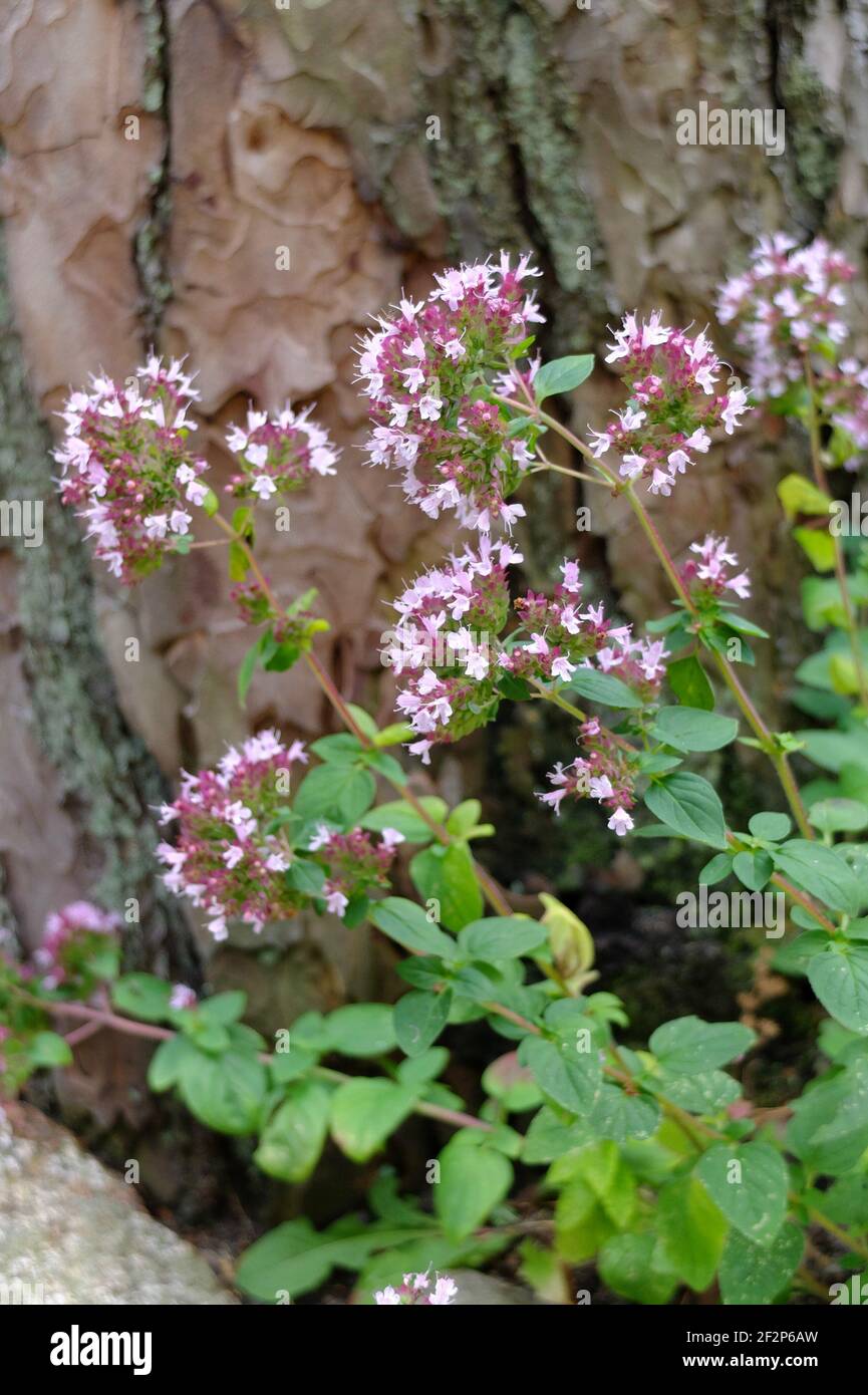 Underplanting tree hi-res stock photography and images - Alamy