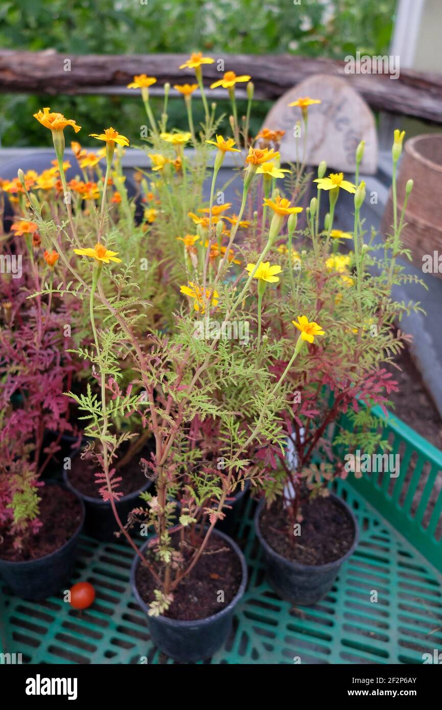 The seasoned tagetes (Tagetes tenuifolia) in pots Stock Photo - Alamy