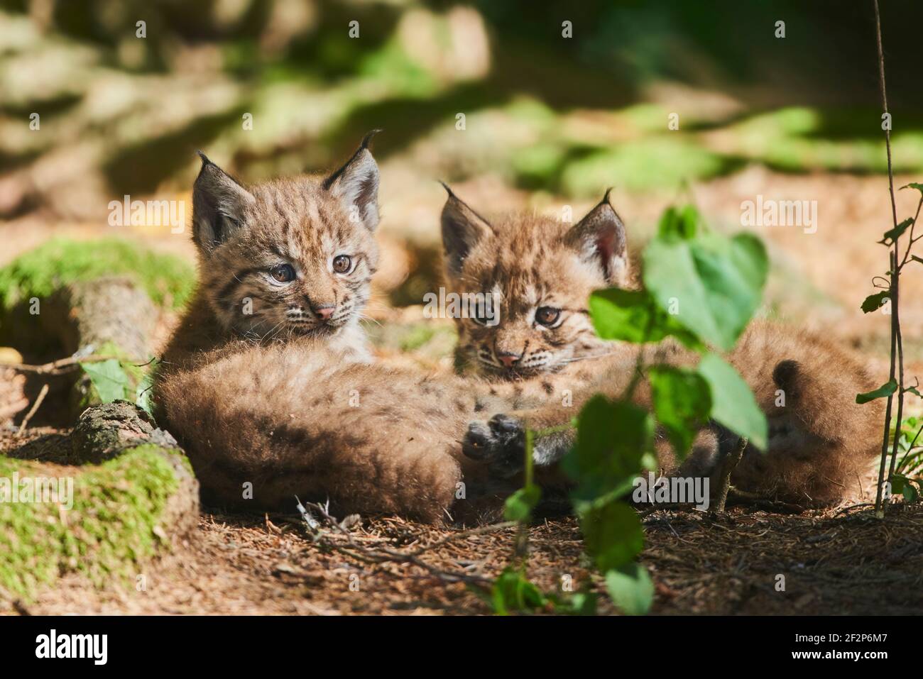 Eurasian lynx, Lynx lynx, young animals, Bavaria, Germany, Europe Stock ...