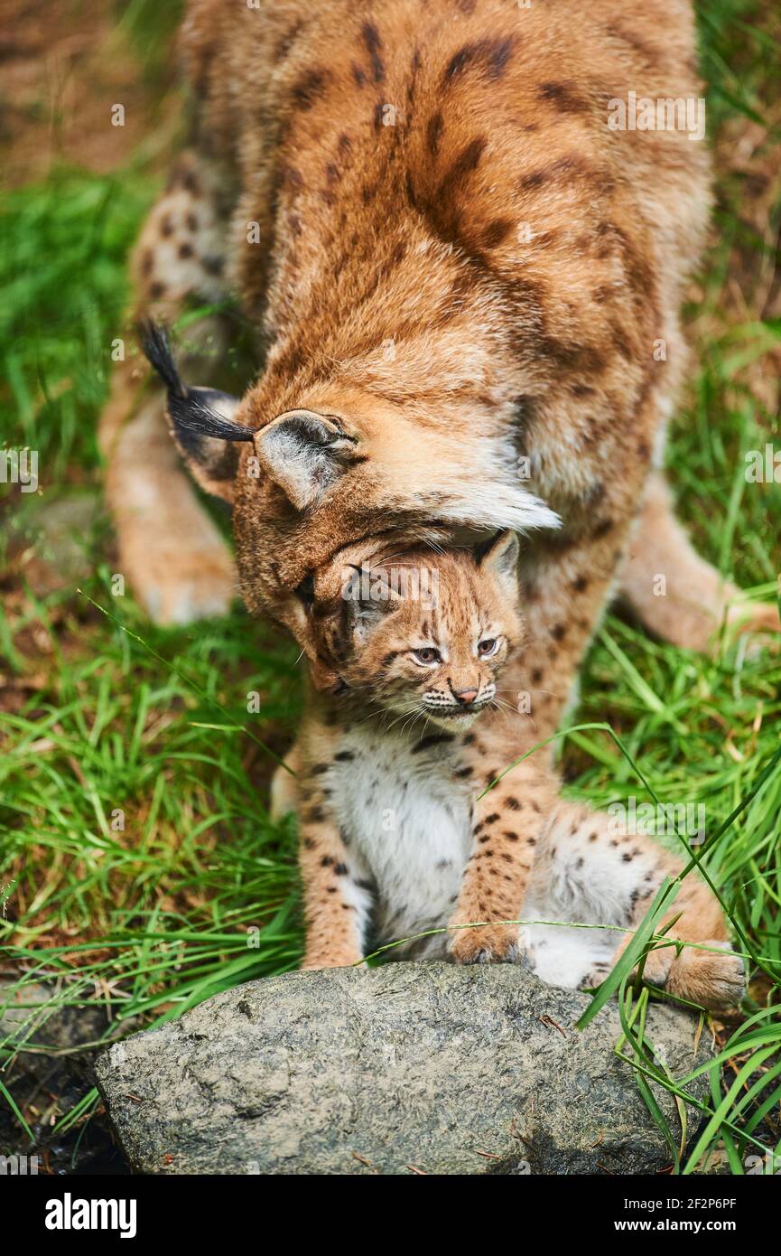 Eurasian lynx, Lynx lynx, mother animal, young animal, Bavaria, Germany ...