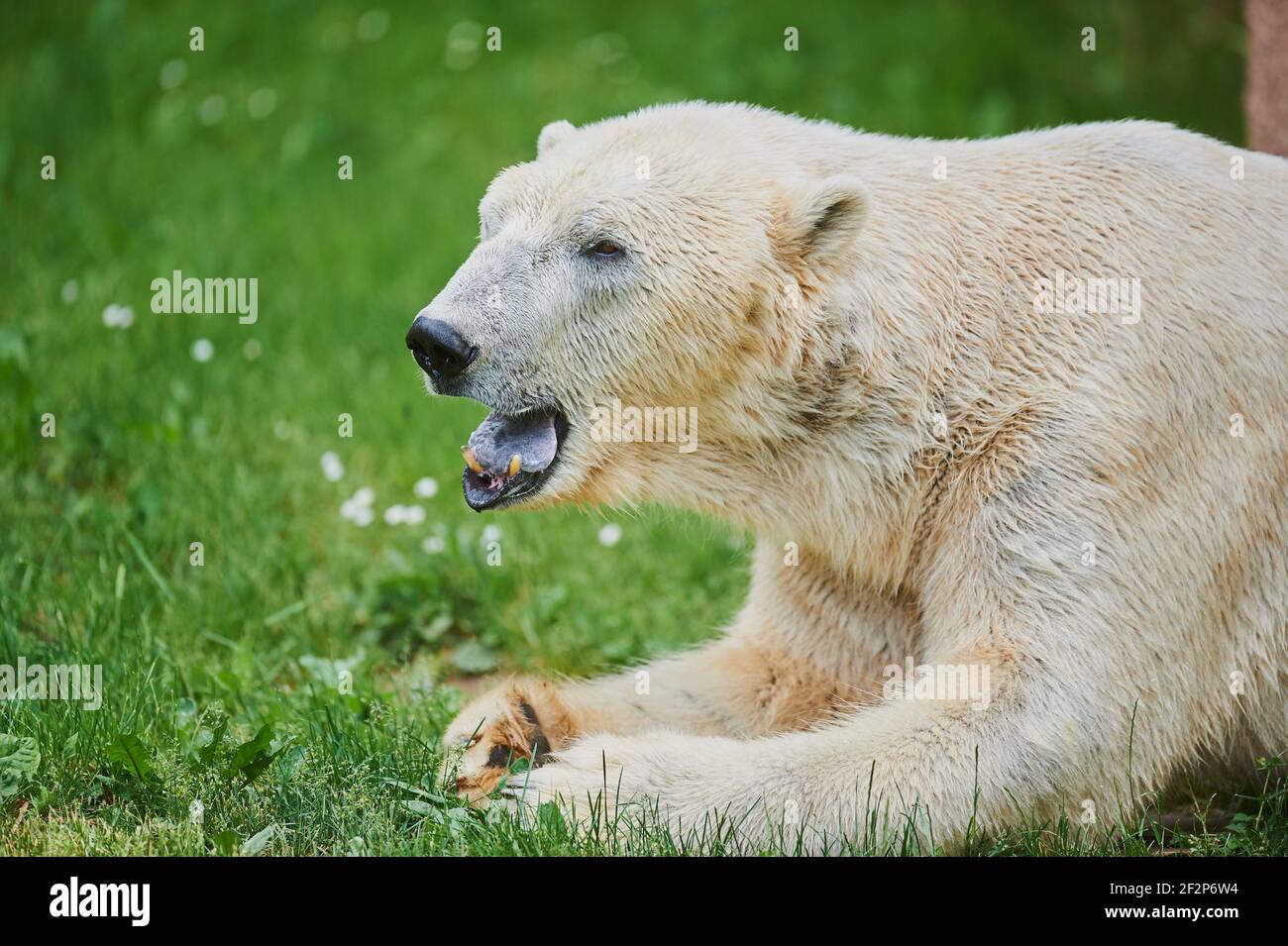 Polar bear, Ursus maritimus, meadow, sideways, lying Stock Photo - Alamy