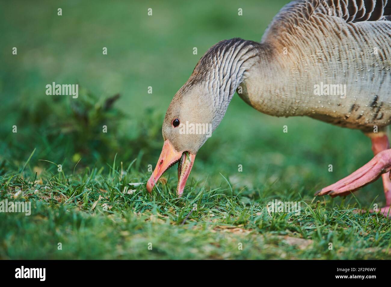 Portraits close hi-res stock photography and images - Alamy