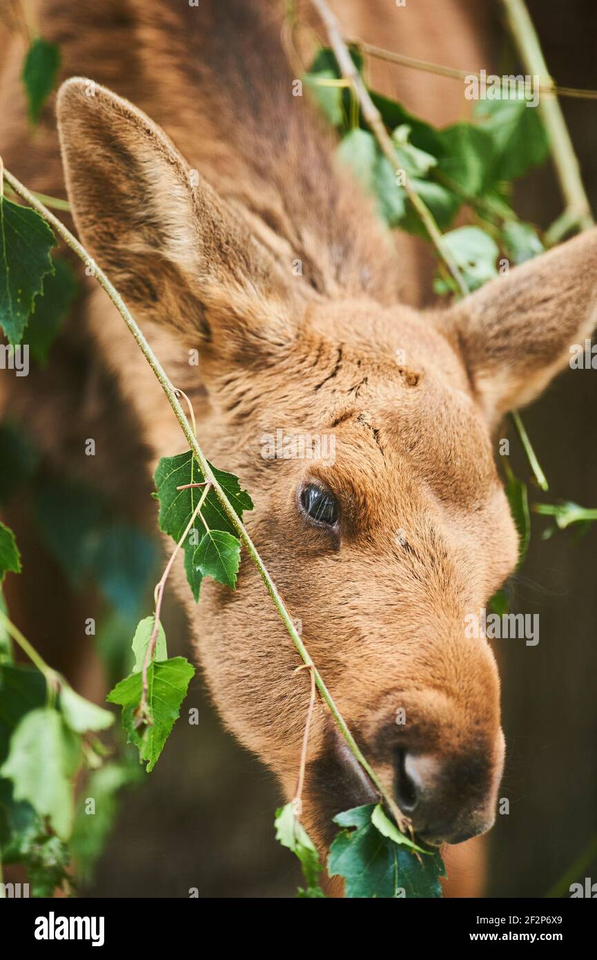 European elk, Alces alces alces, calf, Bavaria, Germany, Europe Stock ...