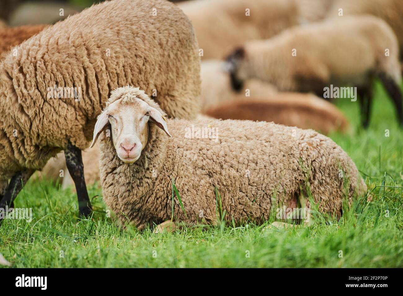 Domestic sheep, Ovis orientalis aries, meadow, lying, frontal, gaze ...