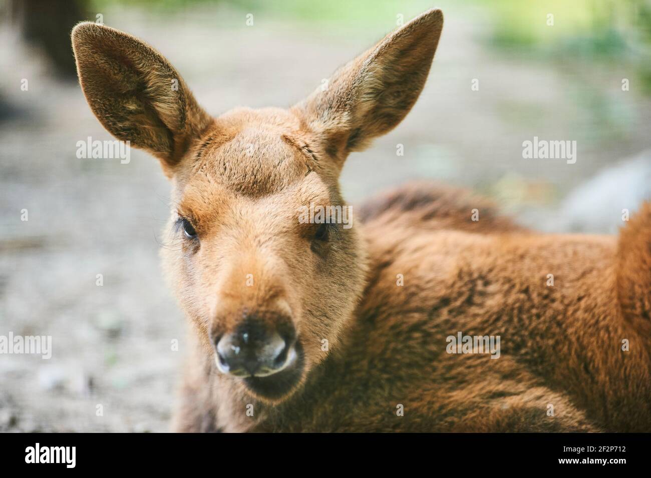 European elk, Alces alces alces, calf, Bavaria, Germany, Europe Stock ...