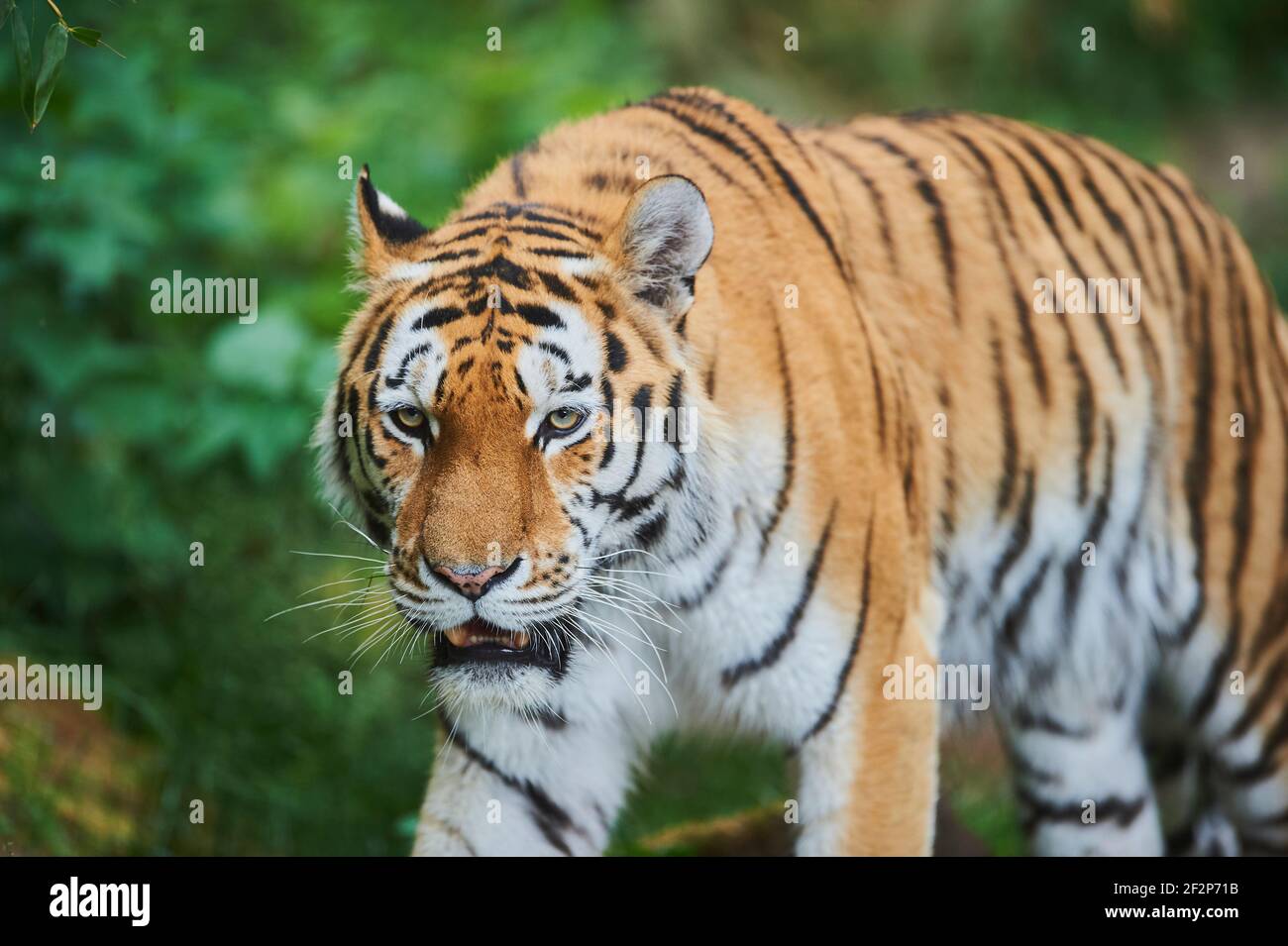 Siberian tiger, Panthera tigris altaica, half portrait, frontal Stock ...