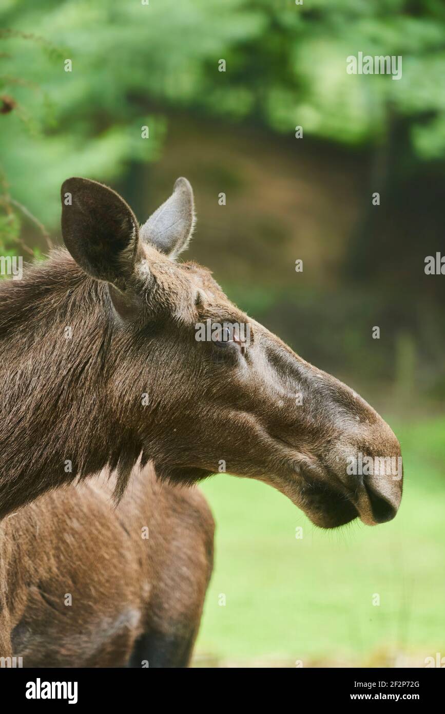 European elk, Alces alces alces, Bavaria, Germany, Europe Stock Photo ...