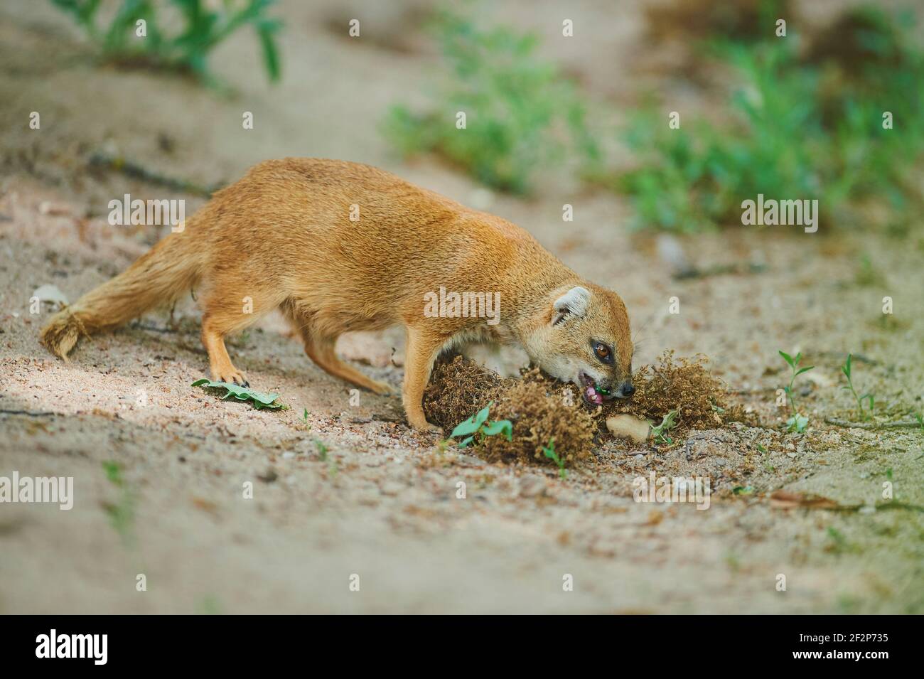 Fox mongoose, Cynictis penicillata, desert, side Stock Photo - Alamy